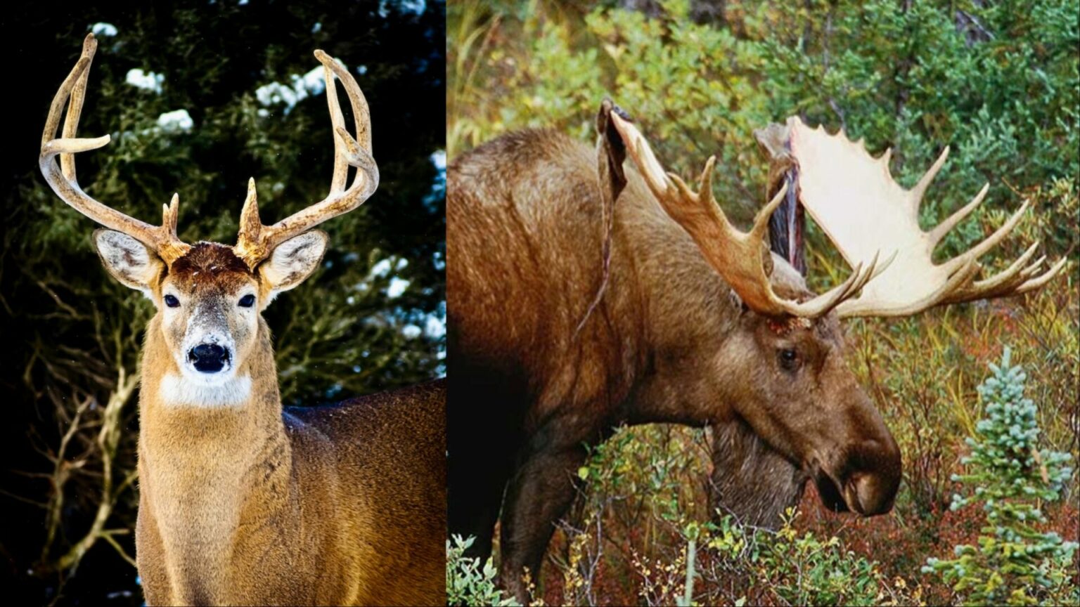 How well do you know your big-game antlers? Here are 6 things hunters ...