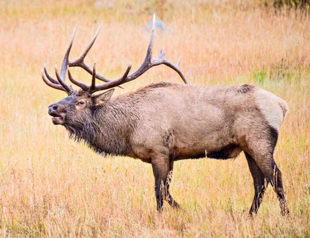 How well do you know your big-game antlers? Here are 6 things hunters ...