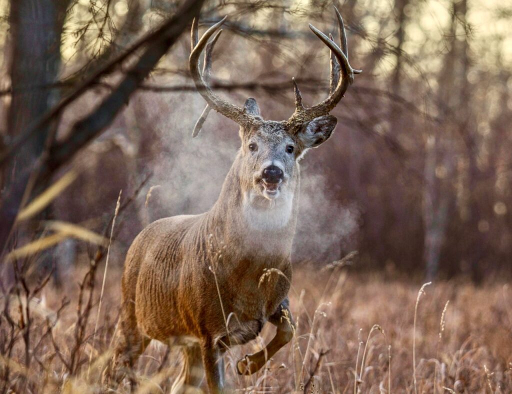 How well do you know your big-game antlers? Here are 6 things hunters ...