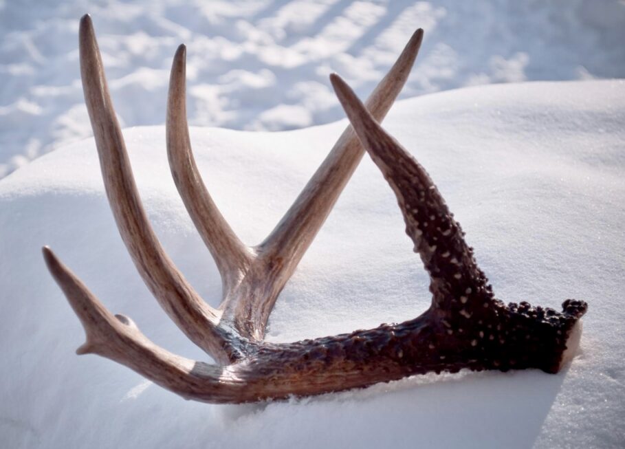 How well do you know your big-game antlers? Here are 6 things hunters ...