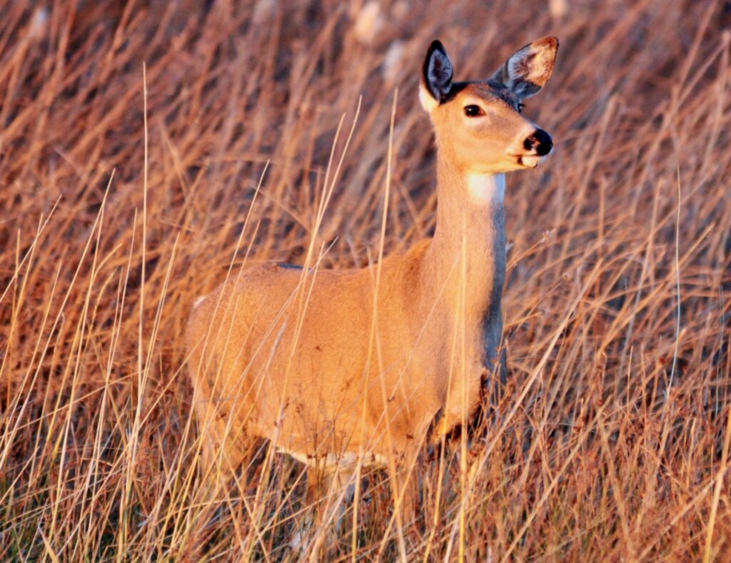 How well do you know your big-game antlers? Here are 6 things hunters ...