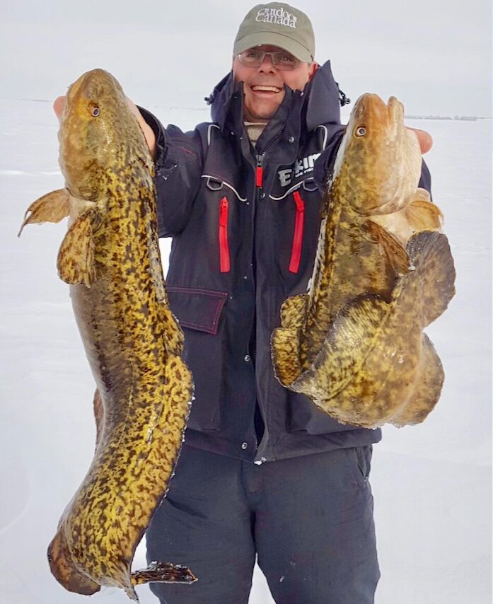 Think you know burbot? Think again—this new science will take your ...
