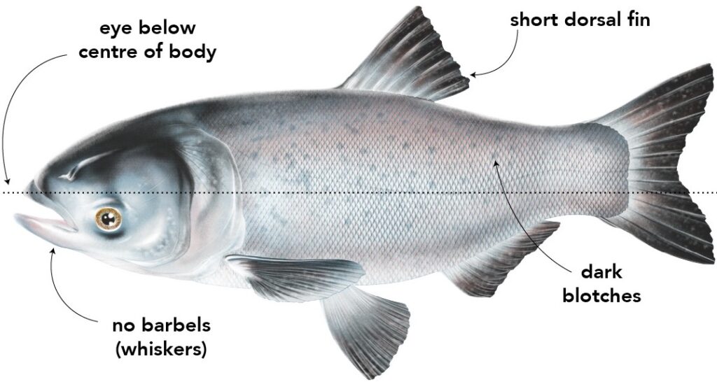 The first step to stopping invasive Asian carp is recognizing them ...