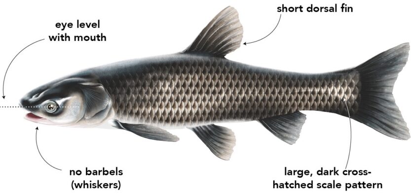 The first step to stopping invasive Asian carp is recognizing them ...
