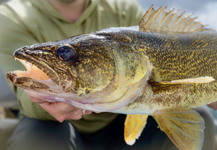 Ice-fishing Friday: How to catch giant and pike and walleye in prairie ...