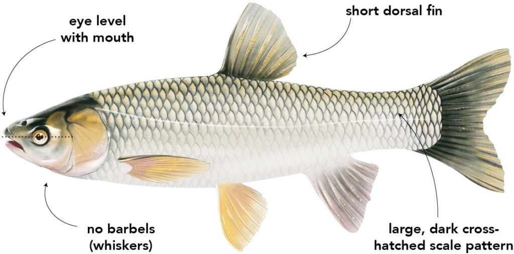 The first step to stopping invasive Asian carp is recognizing them ...
