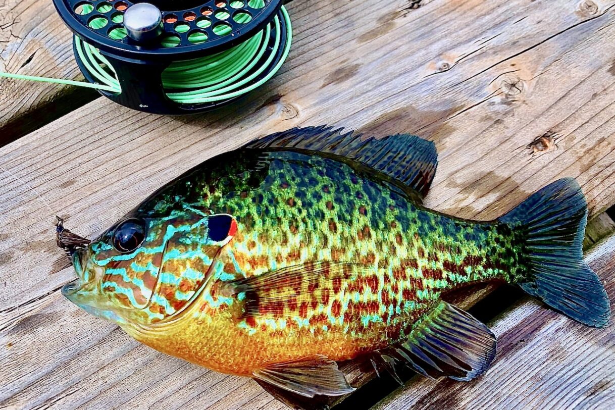 In praise of pumpkinseeds—the cheerful-looking, always-hungry sunfish ...