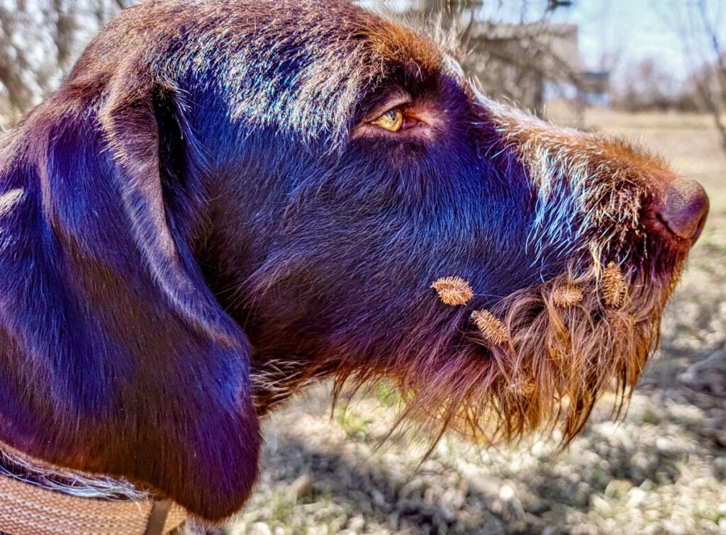 A Guide to Hunting Grouse • Outdoor Canada