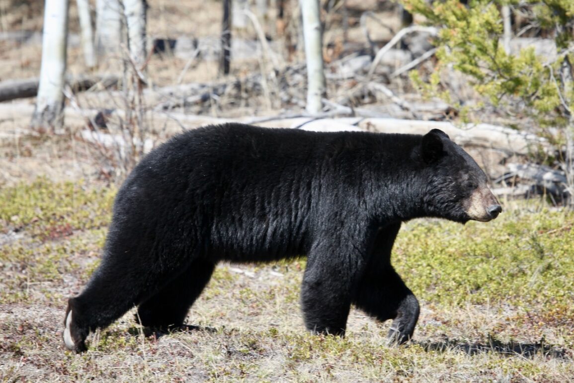 To arrow a big boar, you need to work all the angles. Here’s how to ...