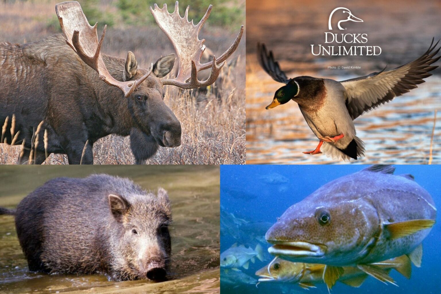 From zero to 1,000,000: the latest numbers Canadian hunters and anglers ...