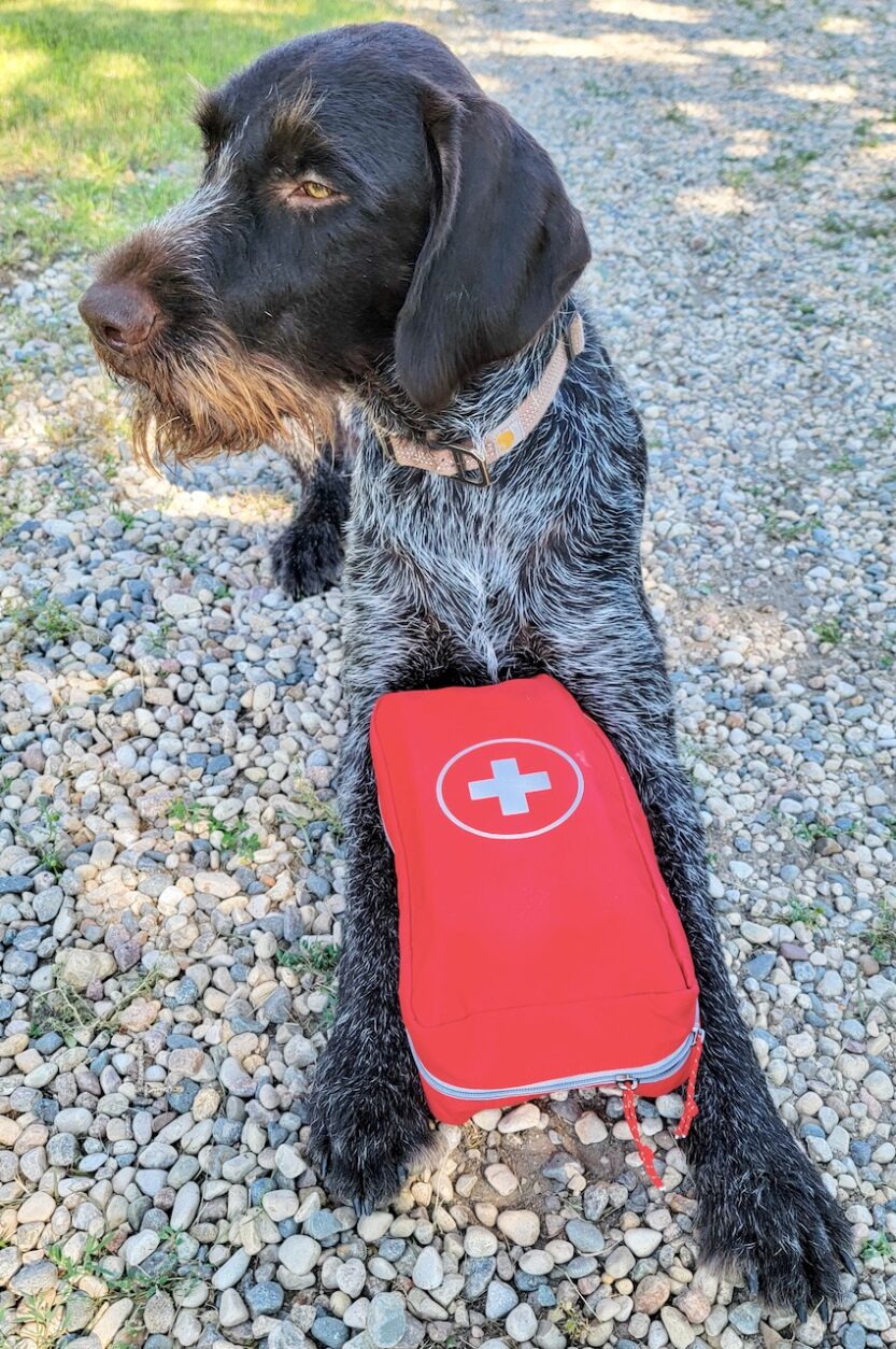 How to make a comprehensive first-aid kit for dogs in the field ...