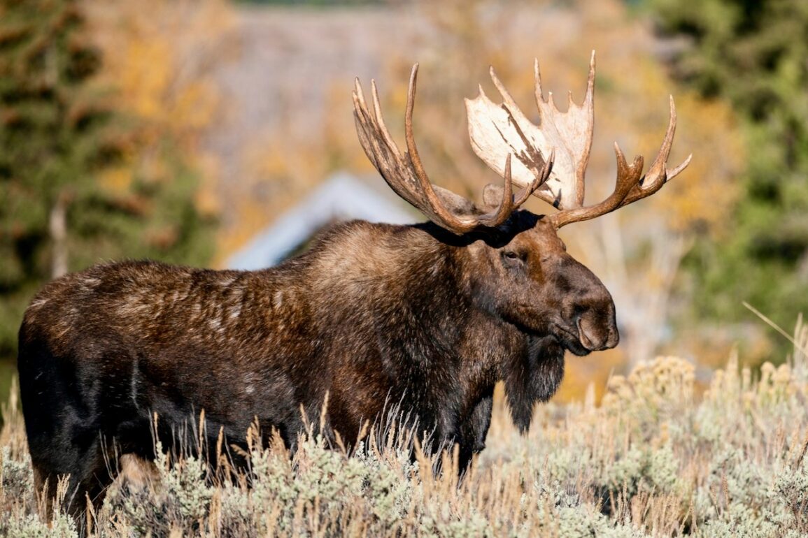 5 must-know moose-hunting tactics from one of Canada’s top guides ...