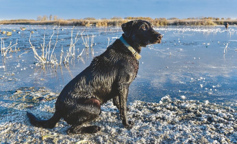 What dog lovers need to know about limber tail—a common injury among ...