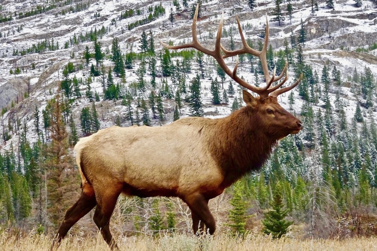 6 Moose Behaviours • Outdoor Canada