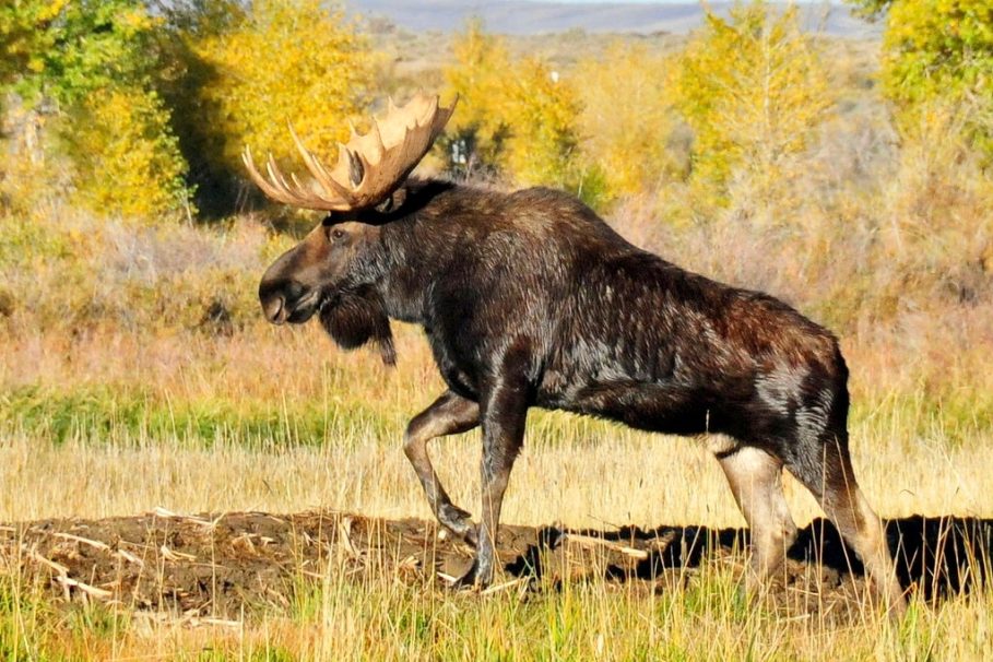 Hear a Cow Moose Call • Outdoor Canada