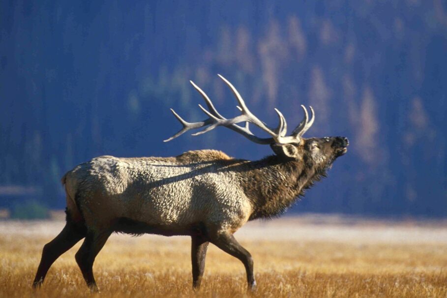 The Hanson buck: After 25 years, this Saskatchewan whitetail is still ...
