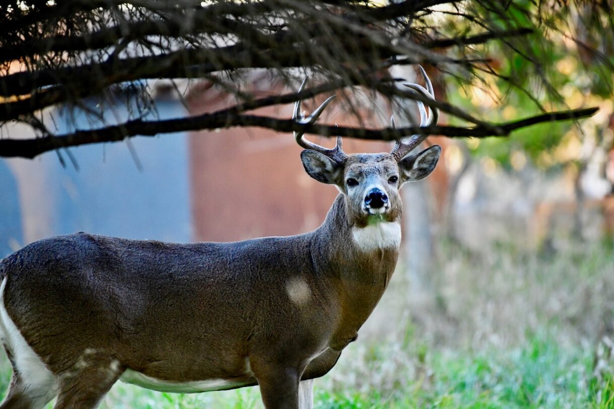 The Hanson buck: After 25 years, this Saskatchewan whitetail is still ...