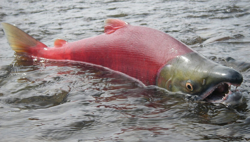 These five new numbers tell important stories about fishing, hunting ...