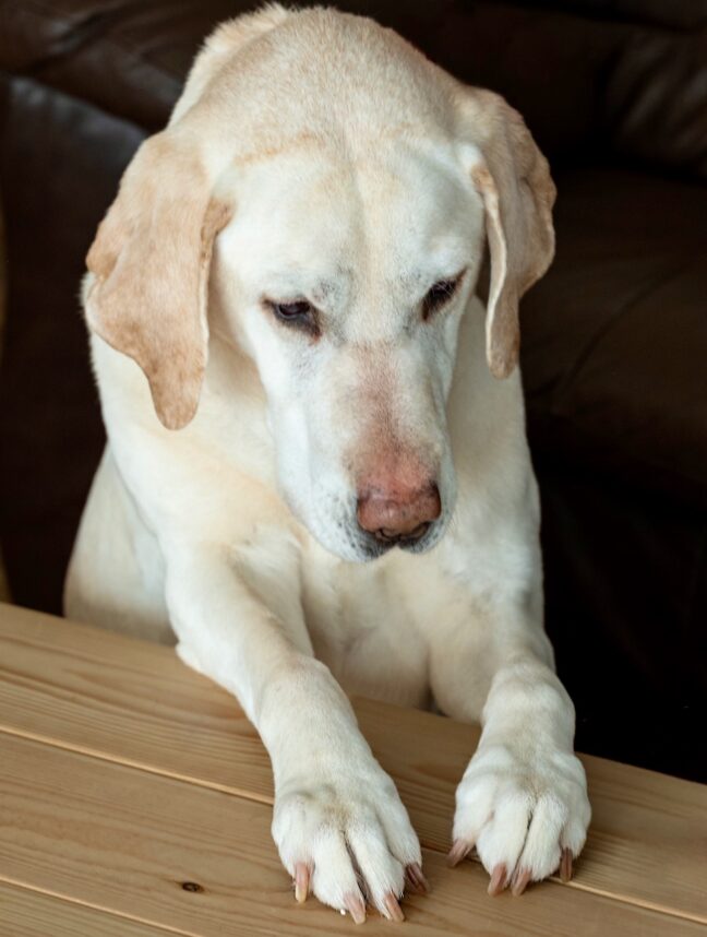 4 things you need to know about trimming your hunting dog’s toenails ...
