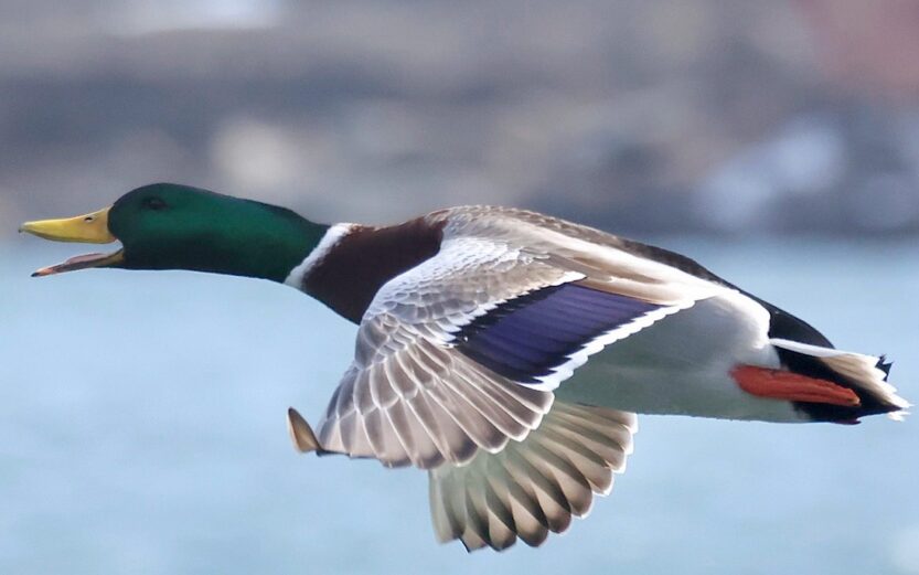 Five far-out new numbers that tell important stories about hunting and ...