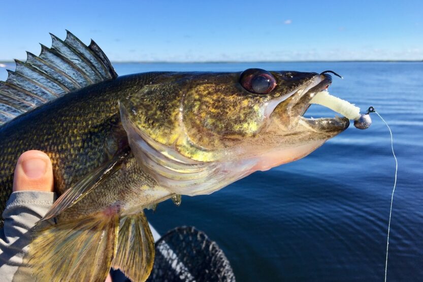 Switching to barbless hooks protects fish and makes you a sharper ...