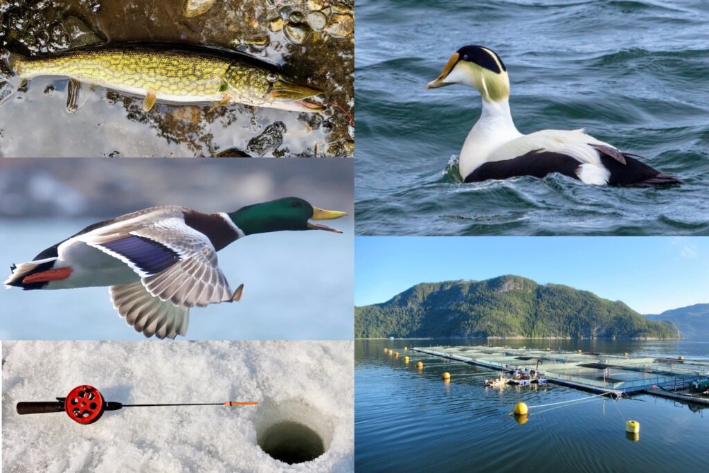 10 Canadian Duck Species—Other Than Mallards—You Should Set Your Sights ...