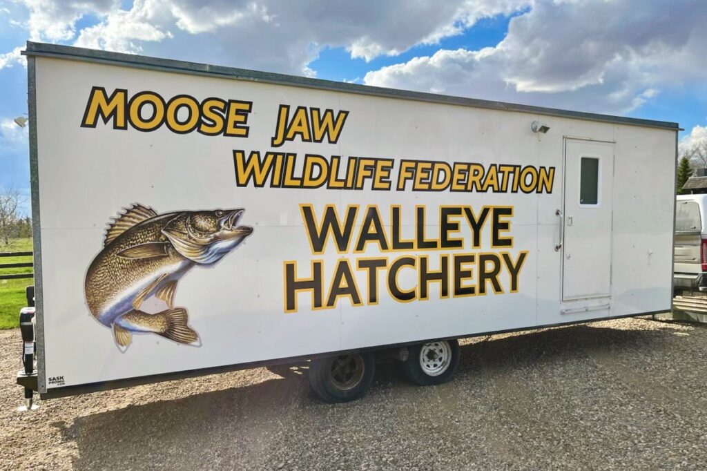 Moose Jaw Wildlife Federation’s mobile walleye hatchery receives long ...