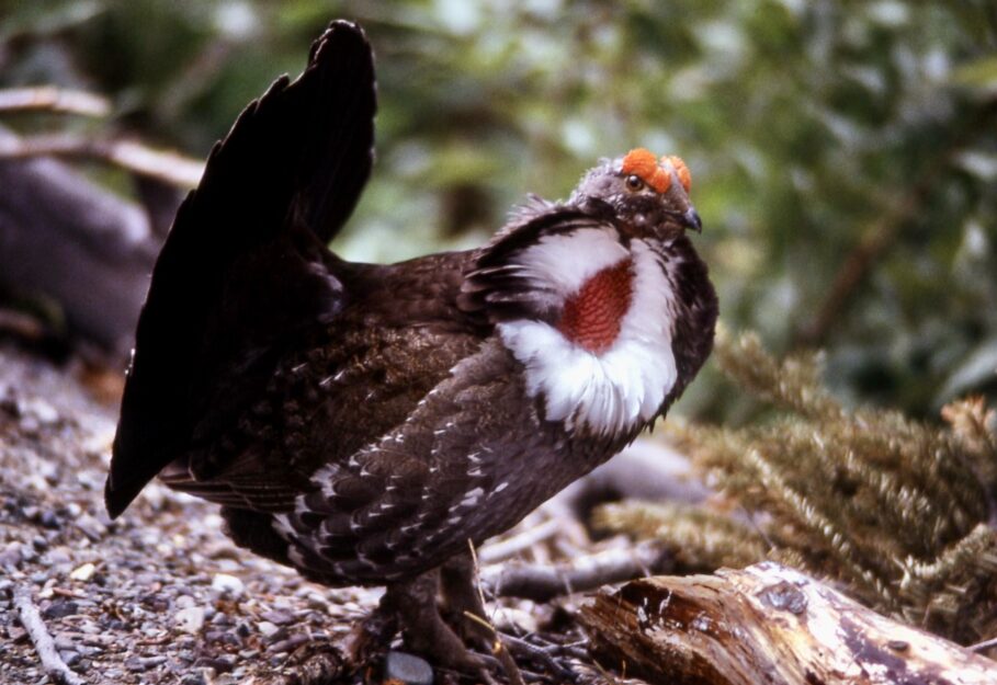10 coveted Canadian birds that belong on every wingshooter’s bucket ...