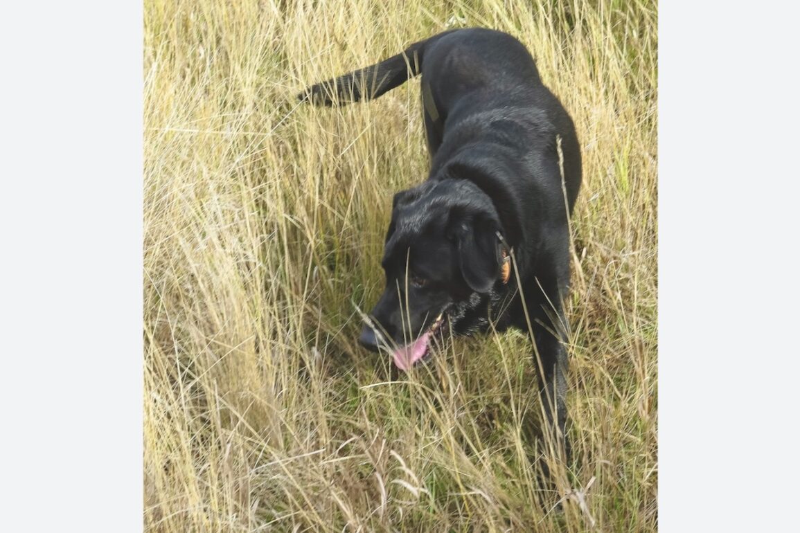 10 Canadian Duck Species—Other Than Mallards—You Should Set Your Sights ...