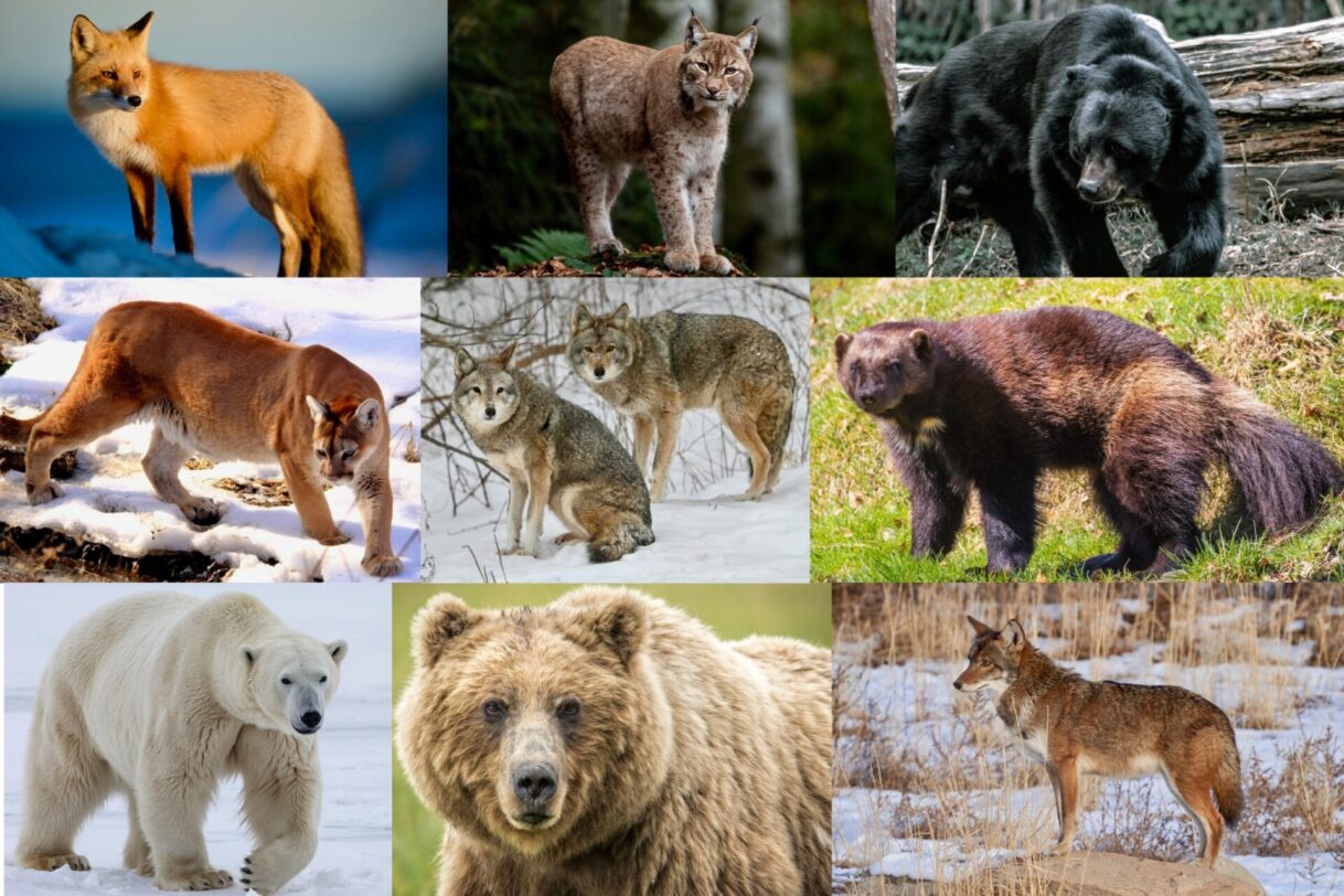 For an exciting and rewarding hunt, match wits with Canada’s top ...
