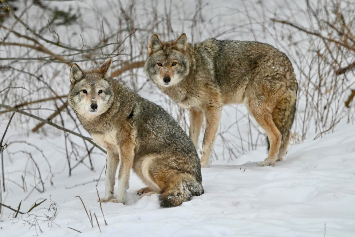 For an exciting and rewarding hunt, match wits with Canada’s top ...