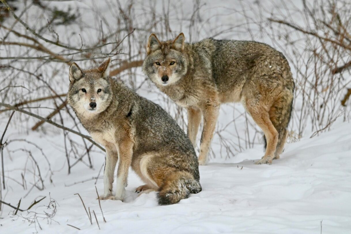 For an exciting and rewarding hunt, match wits with Canada’s top ...