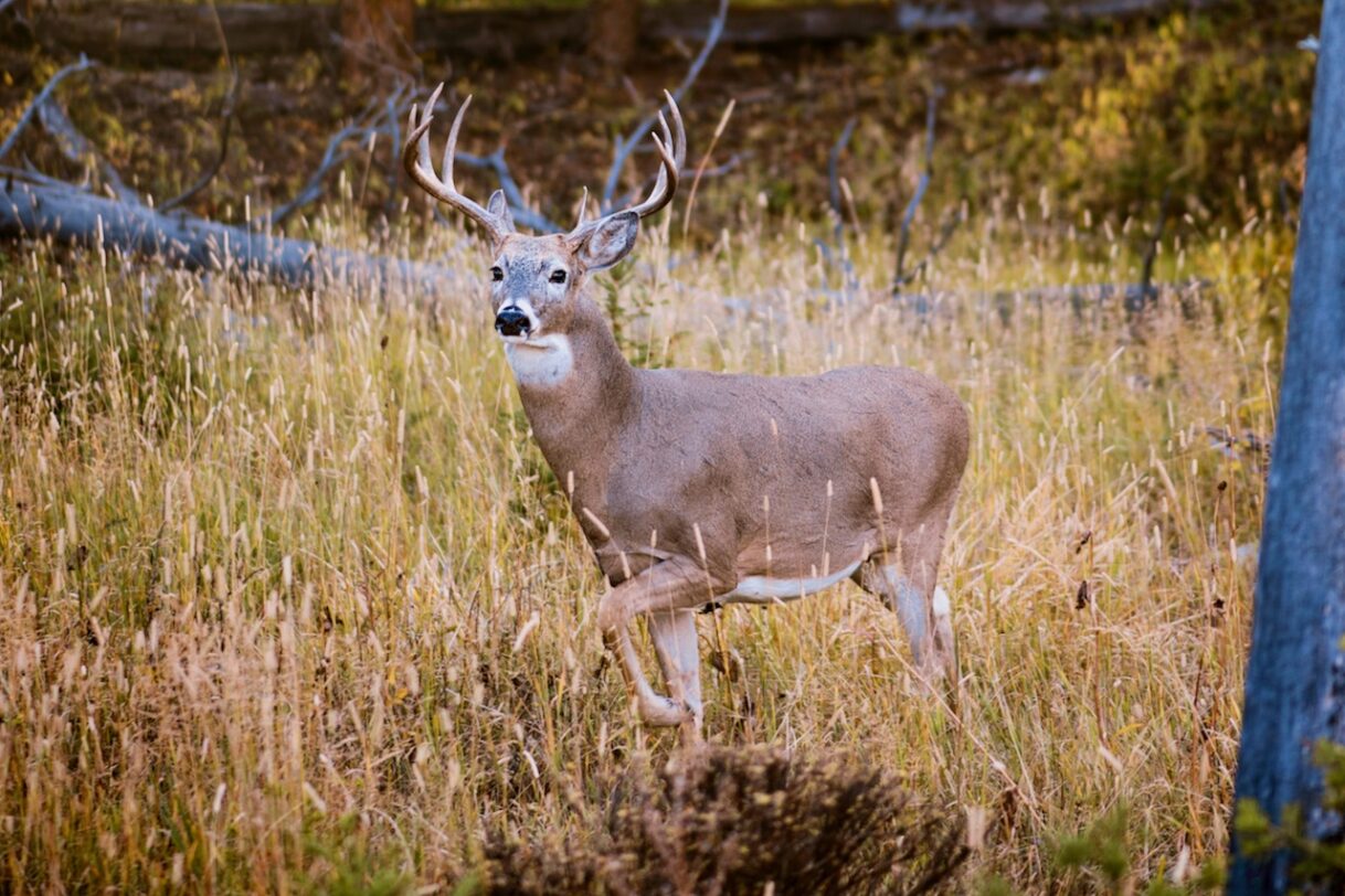 4 expert steps for hunting big whitetail bucks in their daytime ...