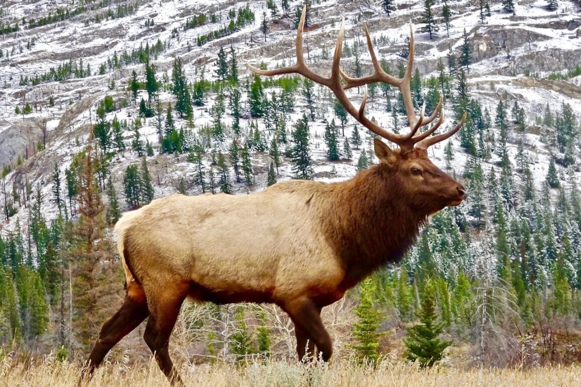 The Bombardier B12: Celebrating Canada’s Iconic Ice Bus • Outdoor Canada