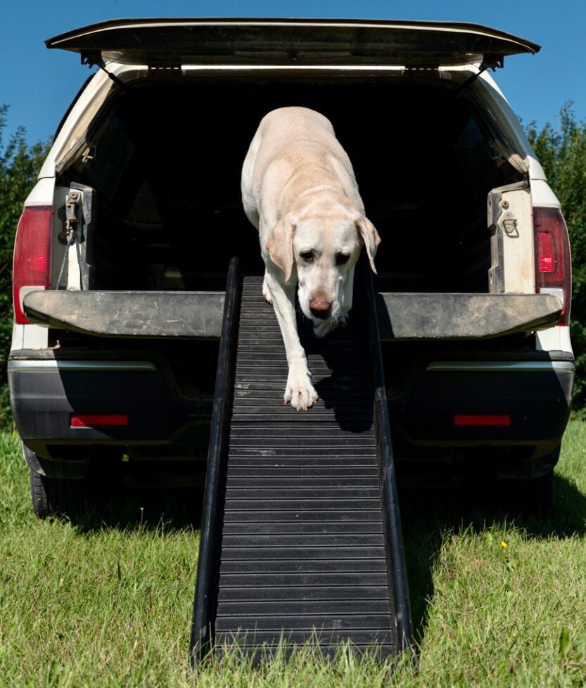Hunting dogs love leaping down from your tailgate, but it can be ...