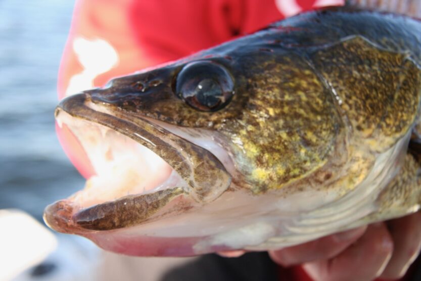 June walleye fishing can be frustrating. These Canadian guide tips will ...