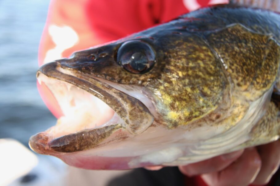 June walleye fishing can be frustrating. These Canadian guide tips will ...